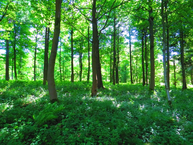 Forestry - Rj's Tree Farms